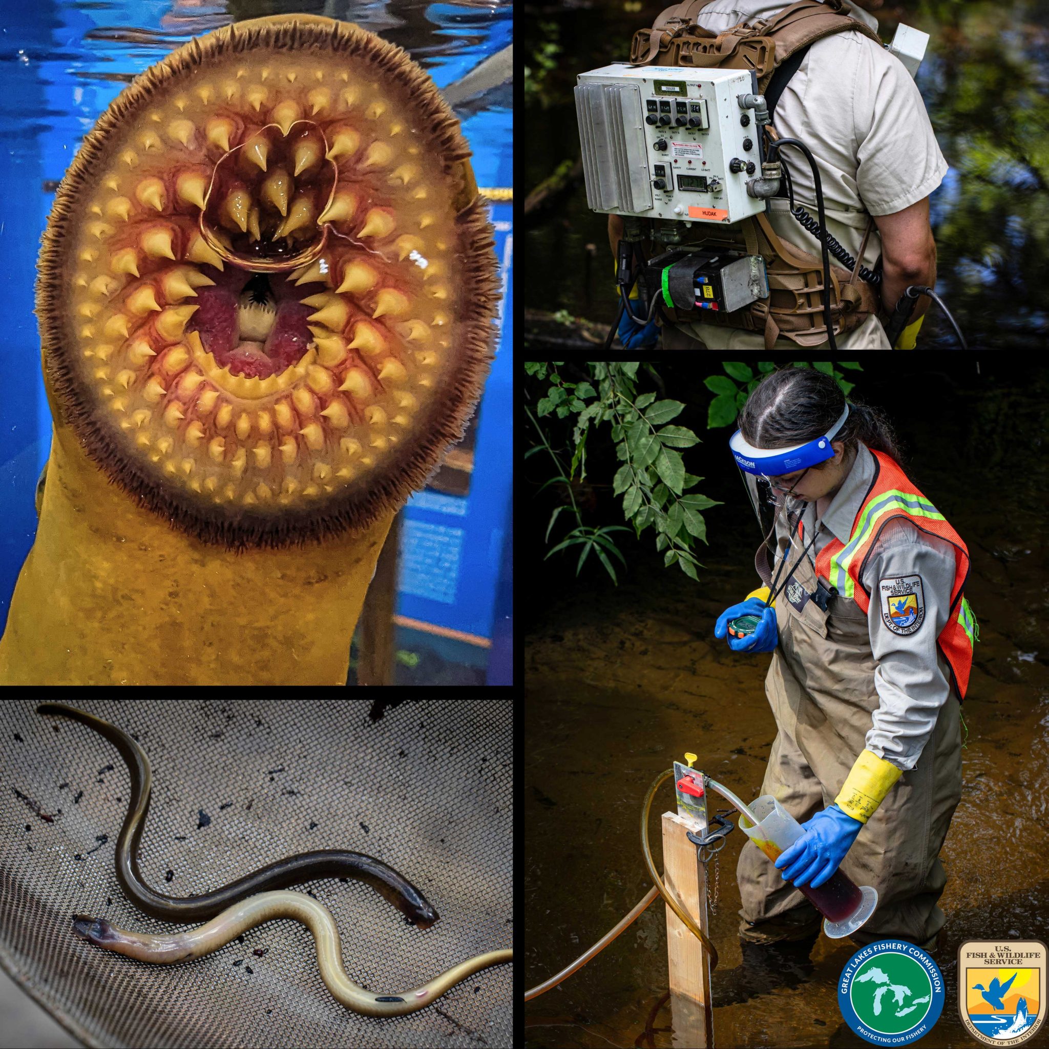 Ohio Central Basin Steelheaders