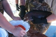 Steelhead Stocking Program – Ohio Central Basin Steelheaders