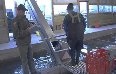 Steelhead Stocking Program – Ohio Central Basin Steelheaders